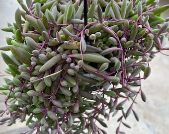 Little Pickles Ruby Necklace Crassothonna Capensis Cape Othonna Cape ...