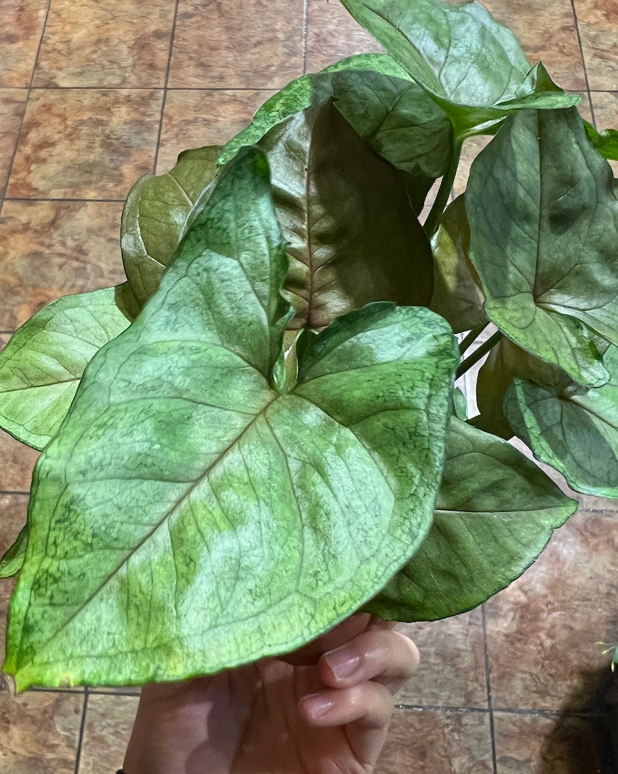 Syngonium Berry Allusion | Arrowhead Vine/plant - Etsy