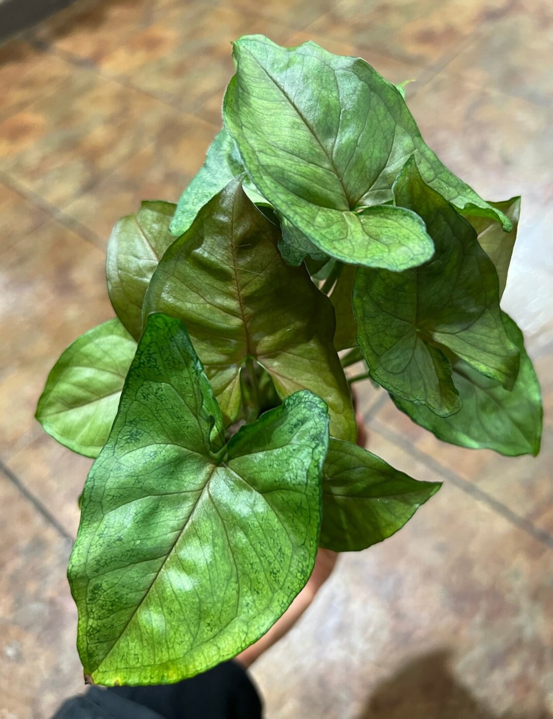 Syngonium Berry Allusion | Arrowhead Vine/plant - Etsy