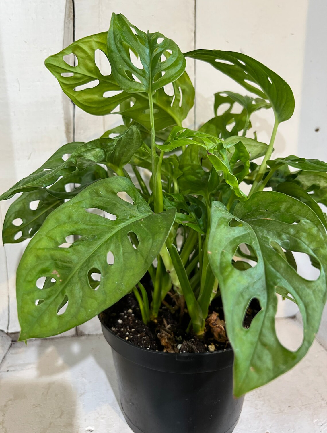 Swiss Cheese Plant Cutting (monstera Adansonii) - Individual Leaf and ...