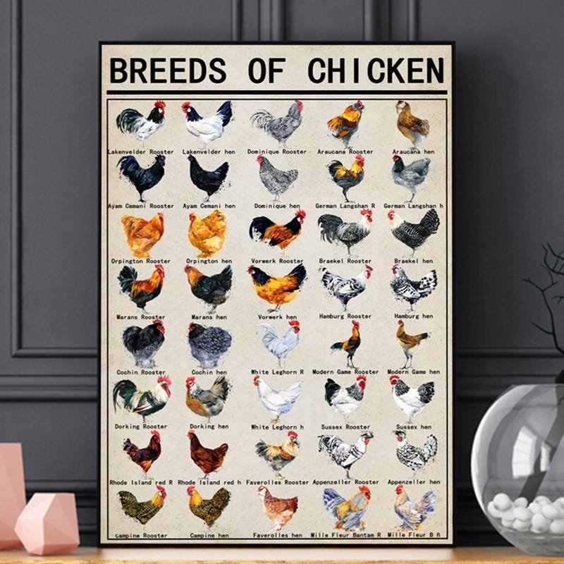 Chicken Breeds Poster - Etsy