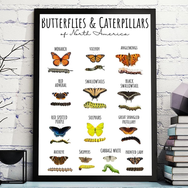 Butterfly Poster - Etsy