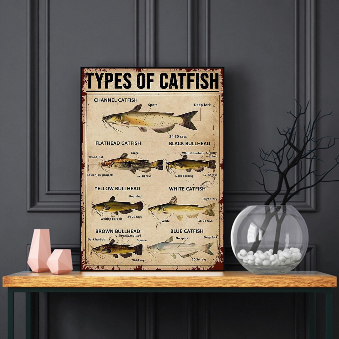 Types of Catfish Poster, Vintage Fishing Wall Art, Catfish Knowledge ...