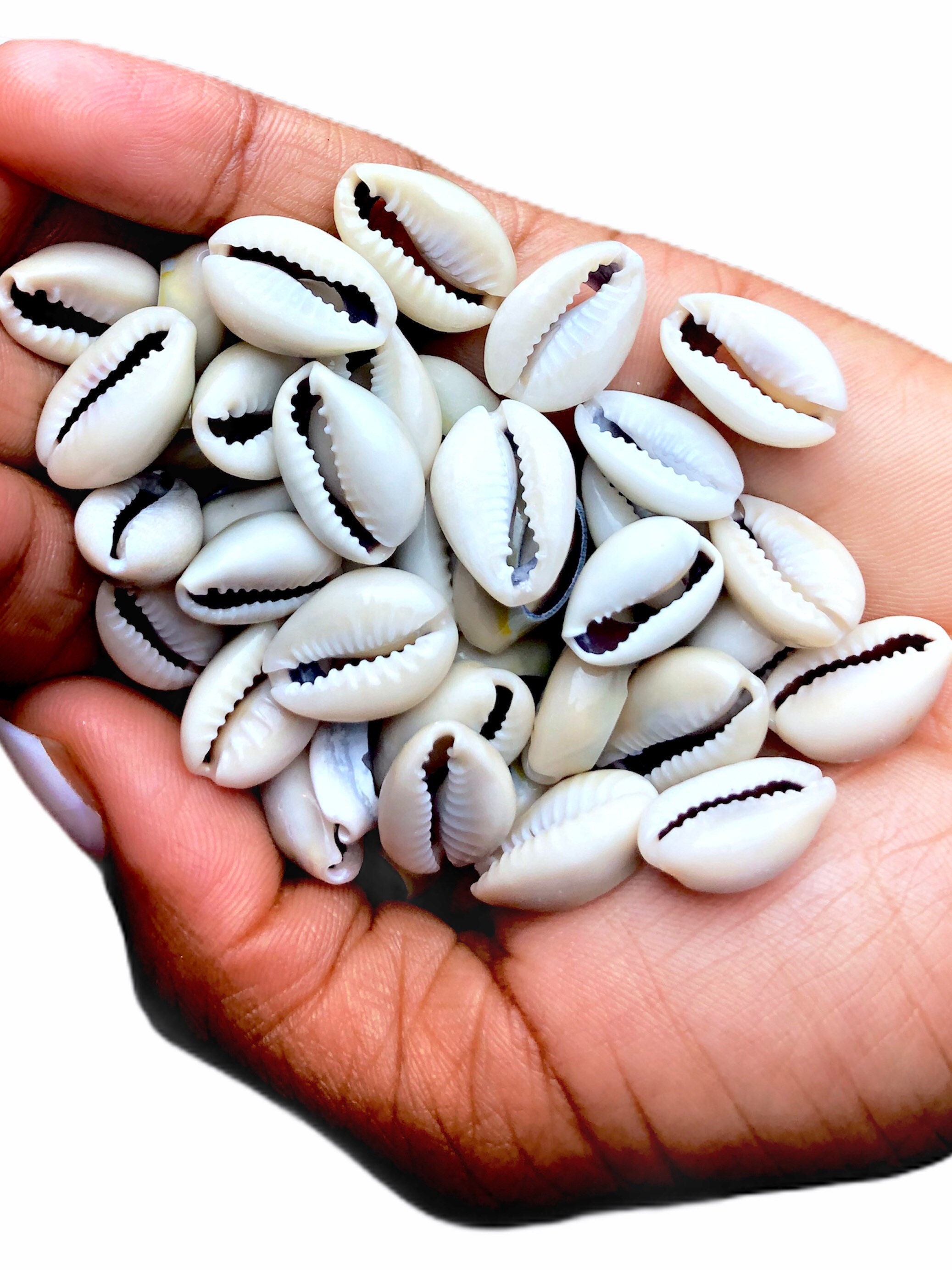 Cowrie Shell Necklace, Cowrie Shell Earrings, Cowrie Shell Bracelet ...