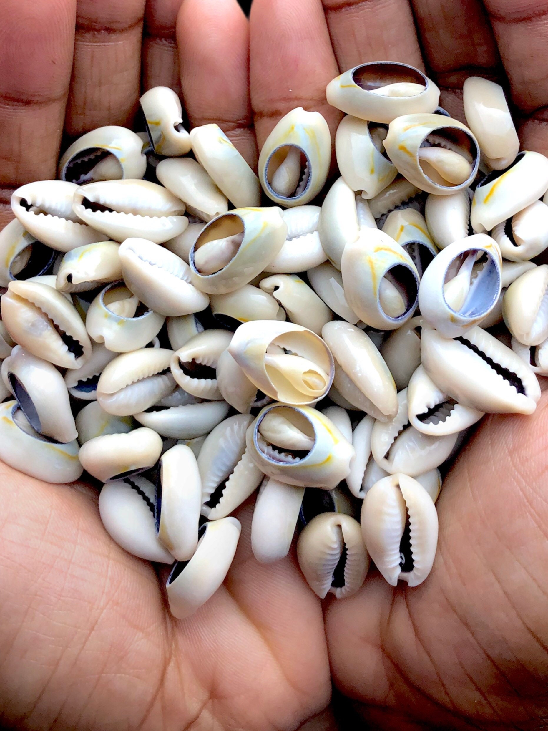 Cowrie Shell Necklace, Cowrie Shell Earrings, Cowrie Shell Bracelet ...