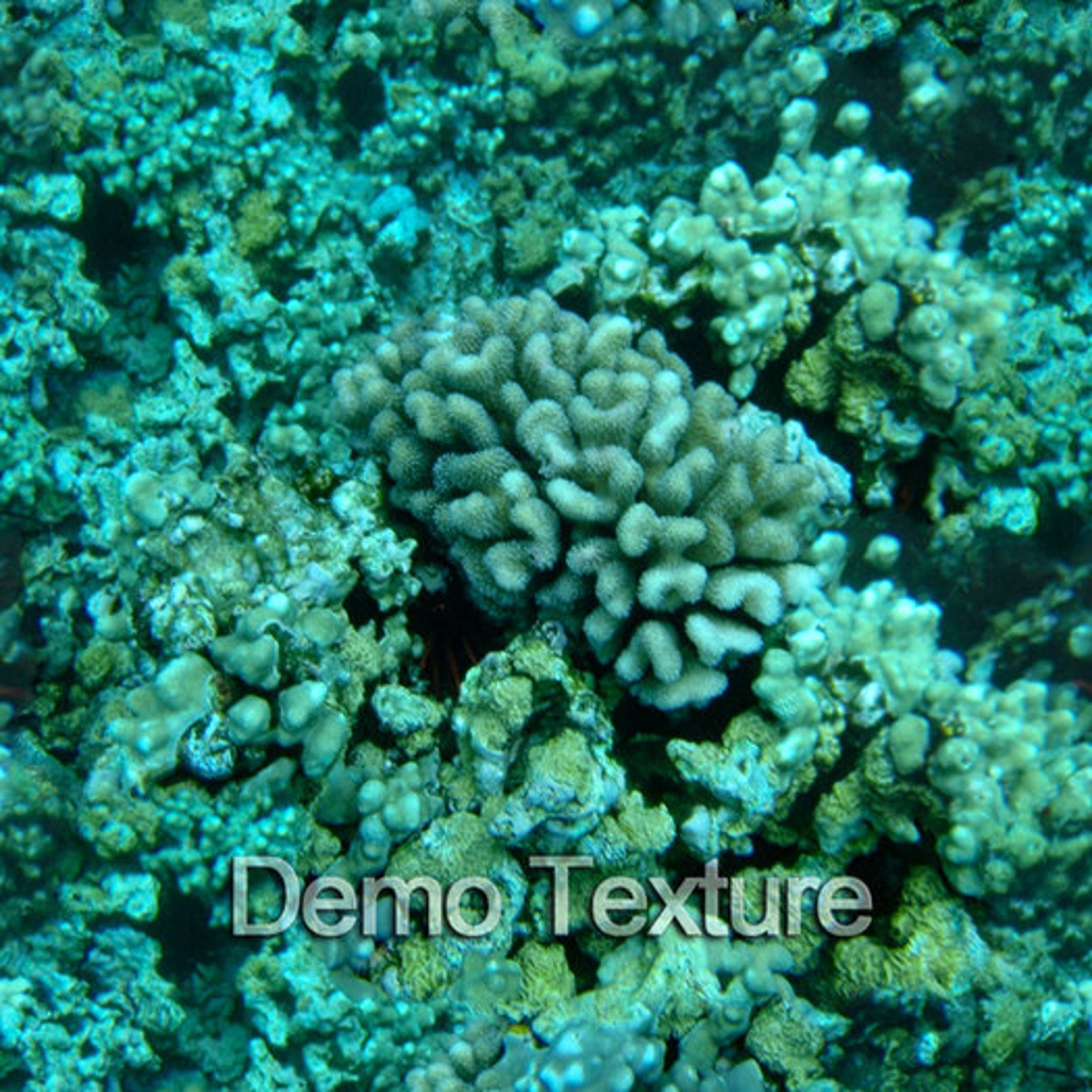Underwater Texture, Coral Reef Background, Coral Reef Underground ...