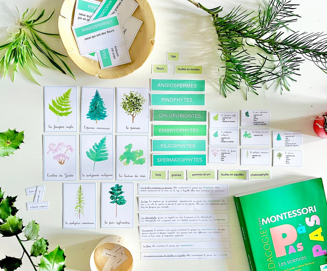 Classification of Plants Nomenclature Educational Cards - Etsy UK