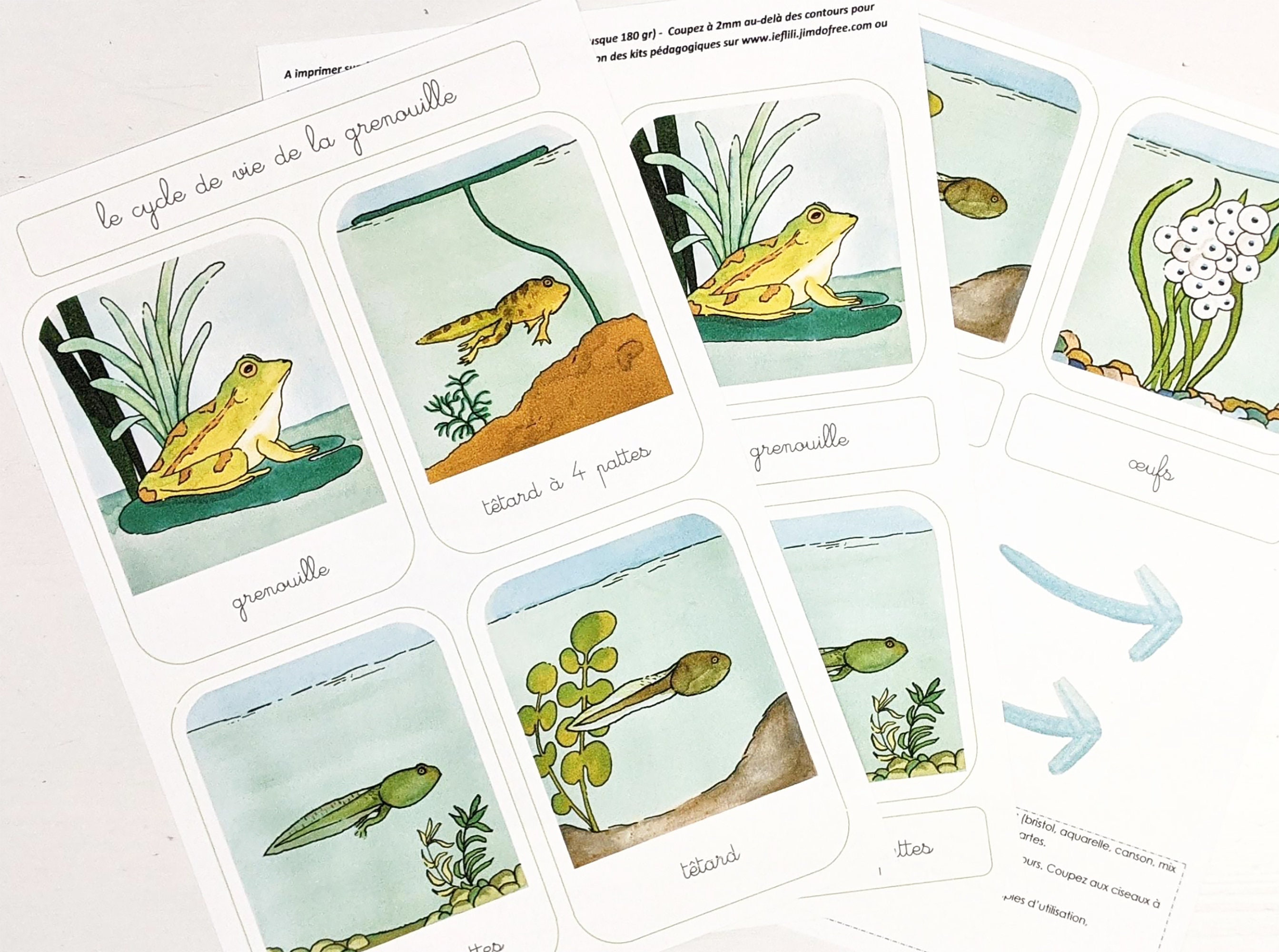 FROG Life Cycle Cards Montessori/ief/charlotte Mason/ Home - Etsy