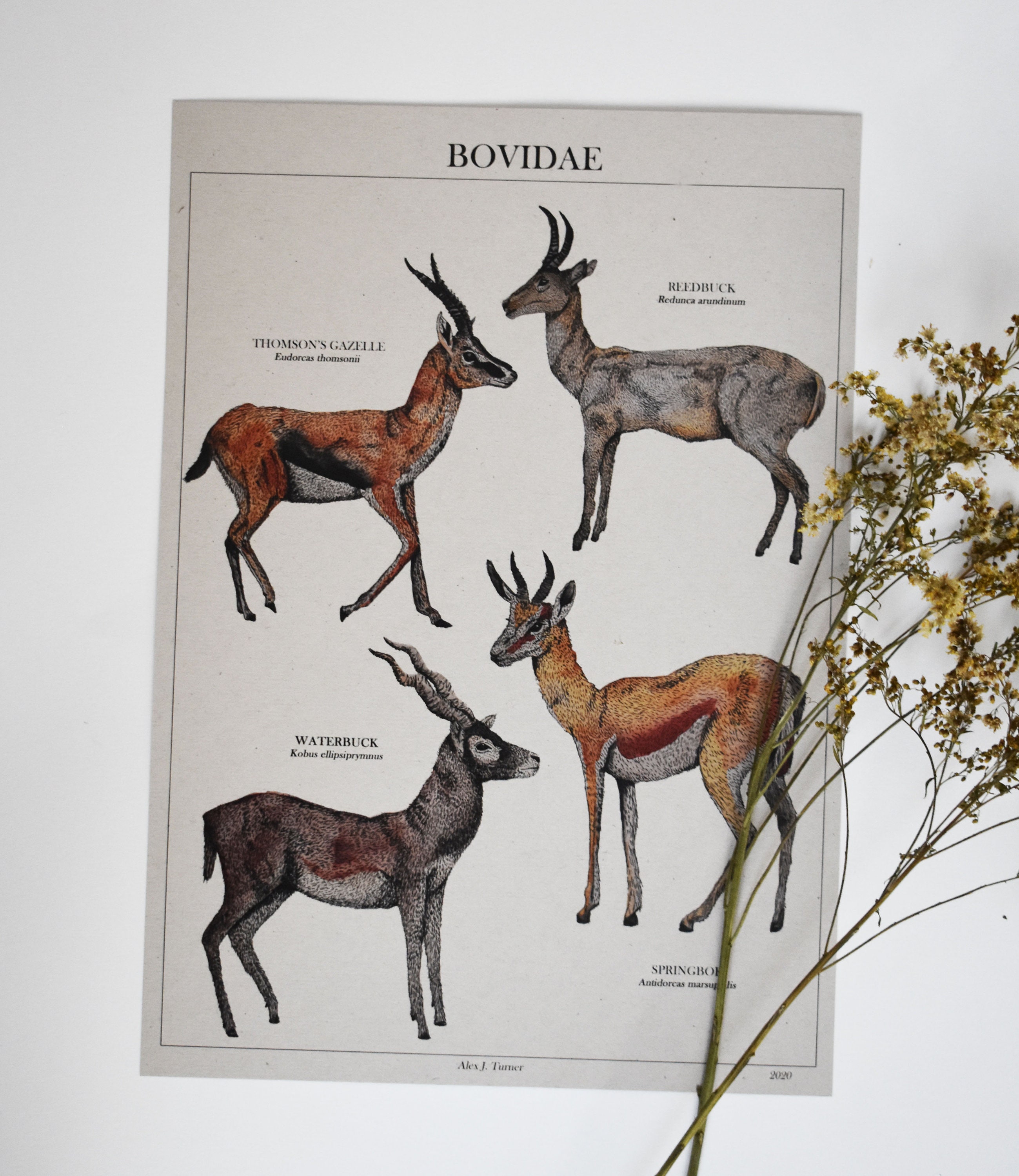 A4 bovidae Poster - Etsy