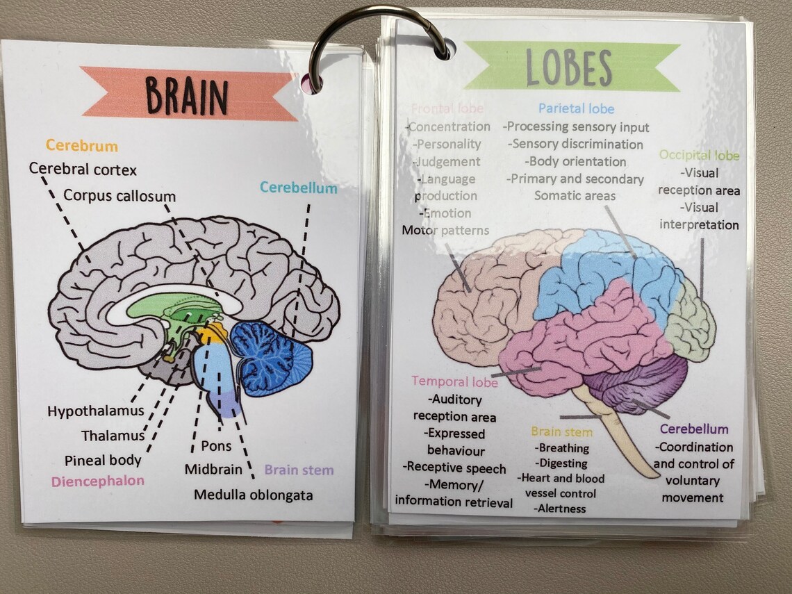 Student Nurse Flashcards | Etsy UK