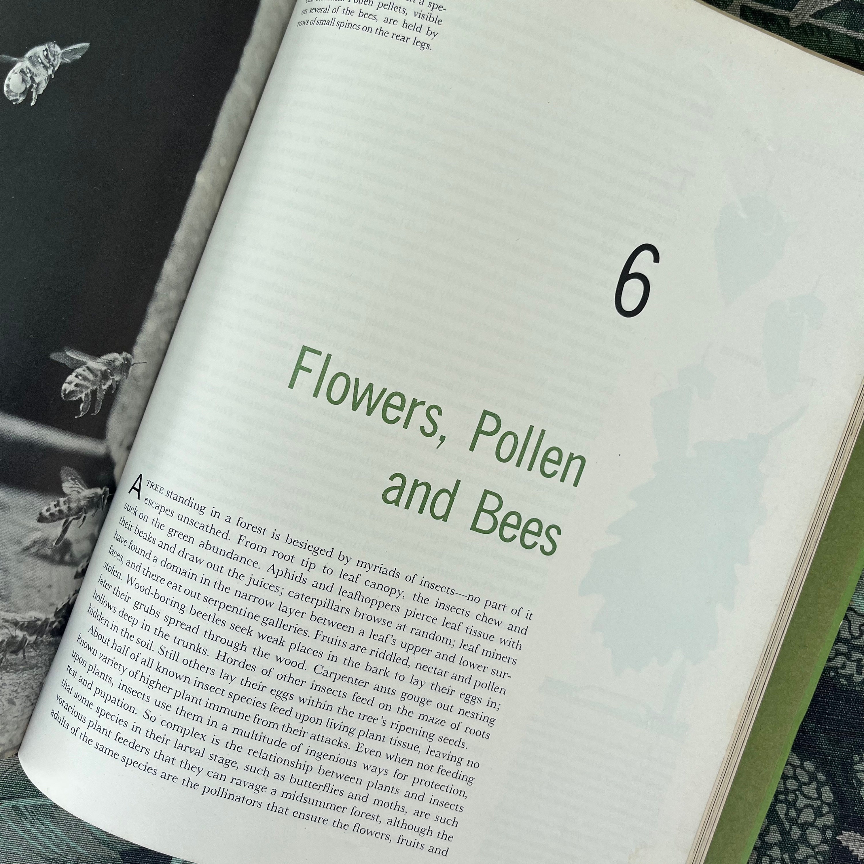 1962 Life Nature Library the Insects Book - Etsy