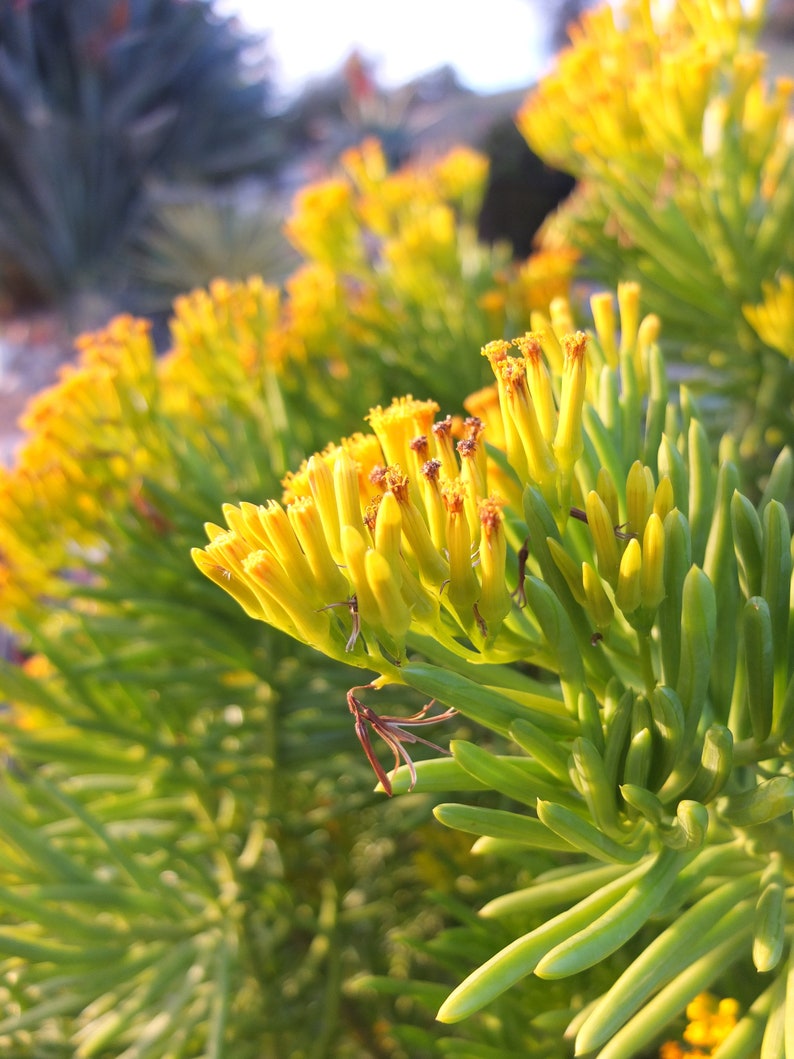Lemon Bean Bush Senecio Barbertonicus A Lush Vibrant Green That Blooms ...