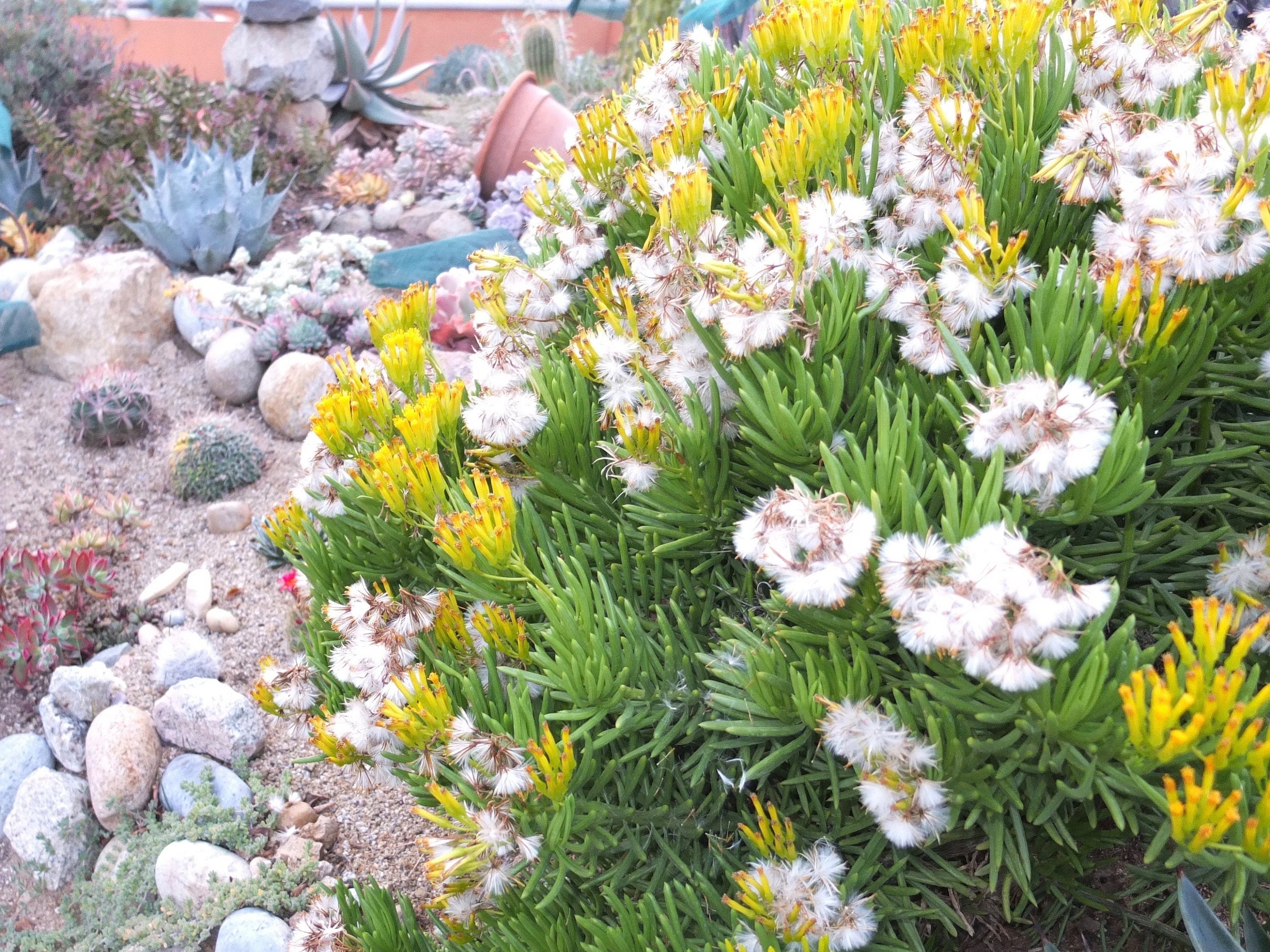 Lemon Bean Bush Senecio Barbertonicus A Lush Vibrant Green That Blooms ...