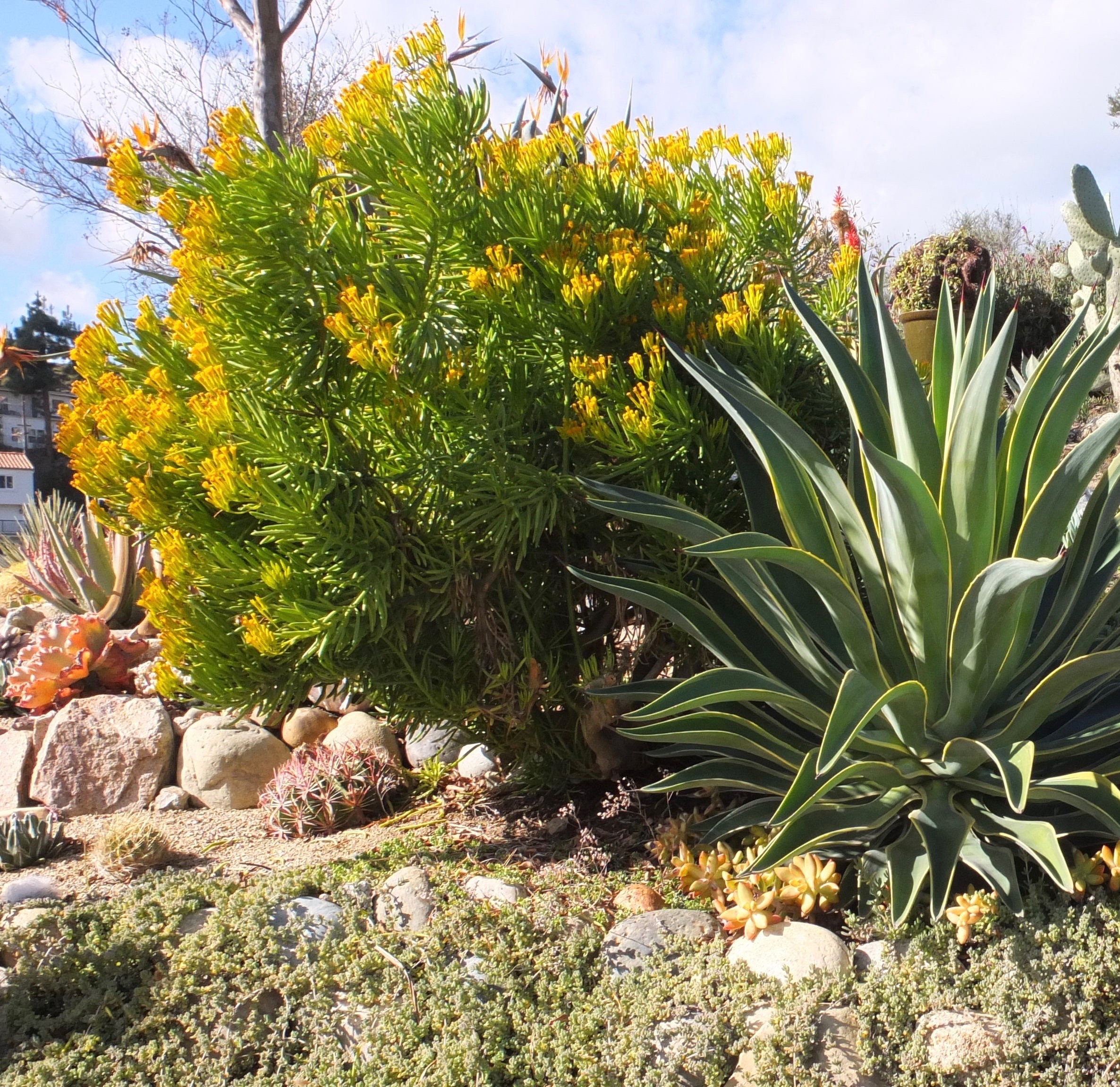 Lemon Bean Bush Senecio Barbertonicus A Lush Vibrant Green - Etsy