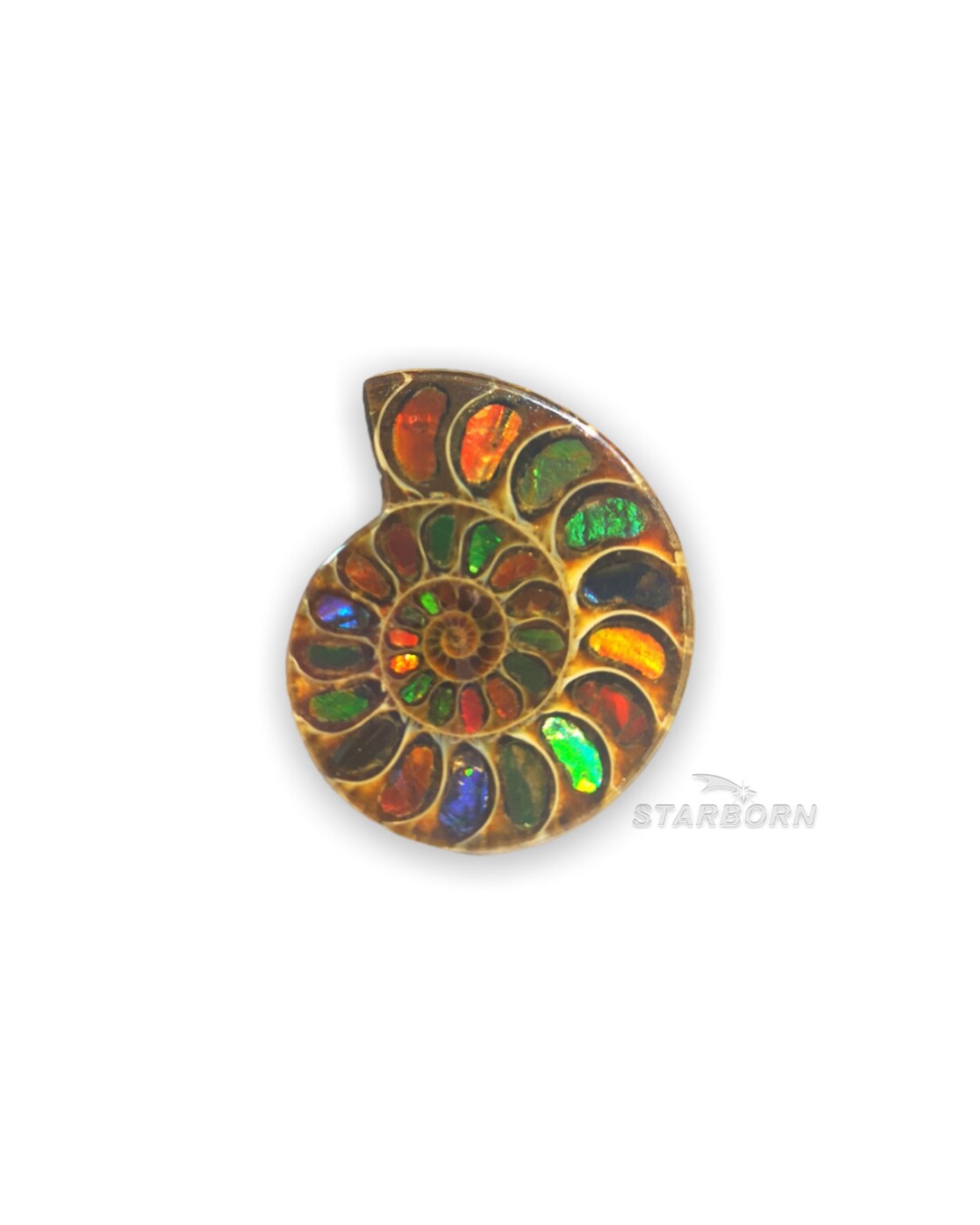 Canadian Colorful Ammolite Inlayed in Ammonite, Prime Quality - Etsy