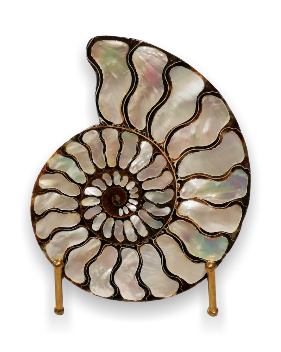 Decoractive Large Ammonite With Mother of Pearl Inlay 10.8 X 13.5 X 2.0 ...