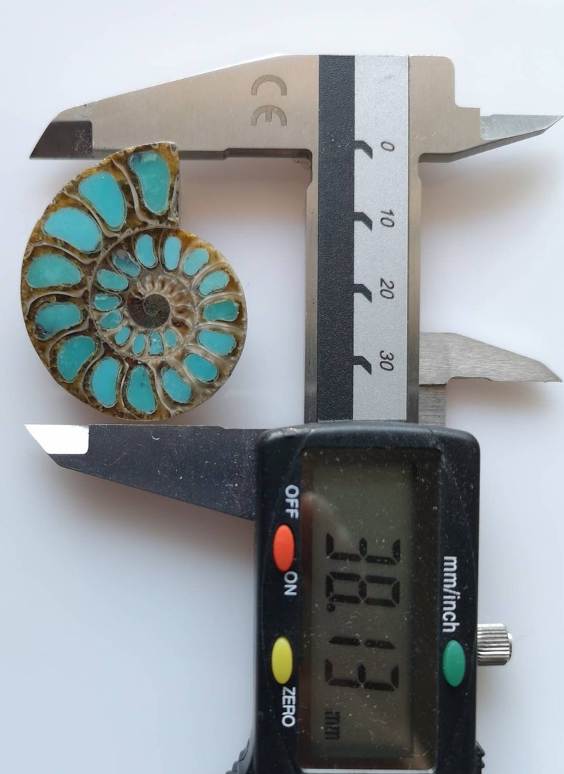 Turquoise Inlayed in Ammonite - Etsy