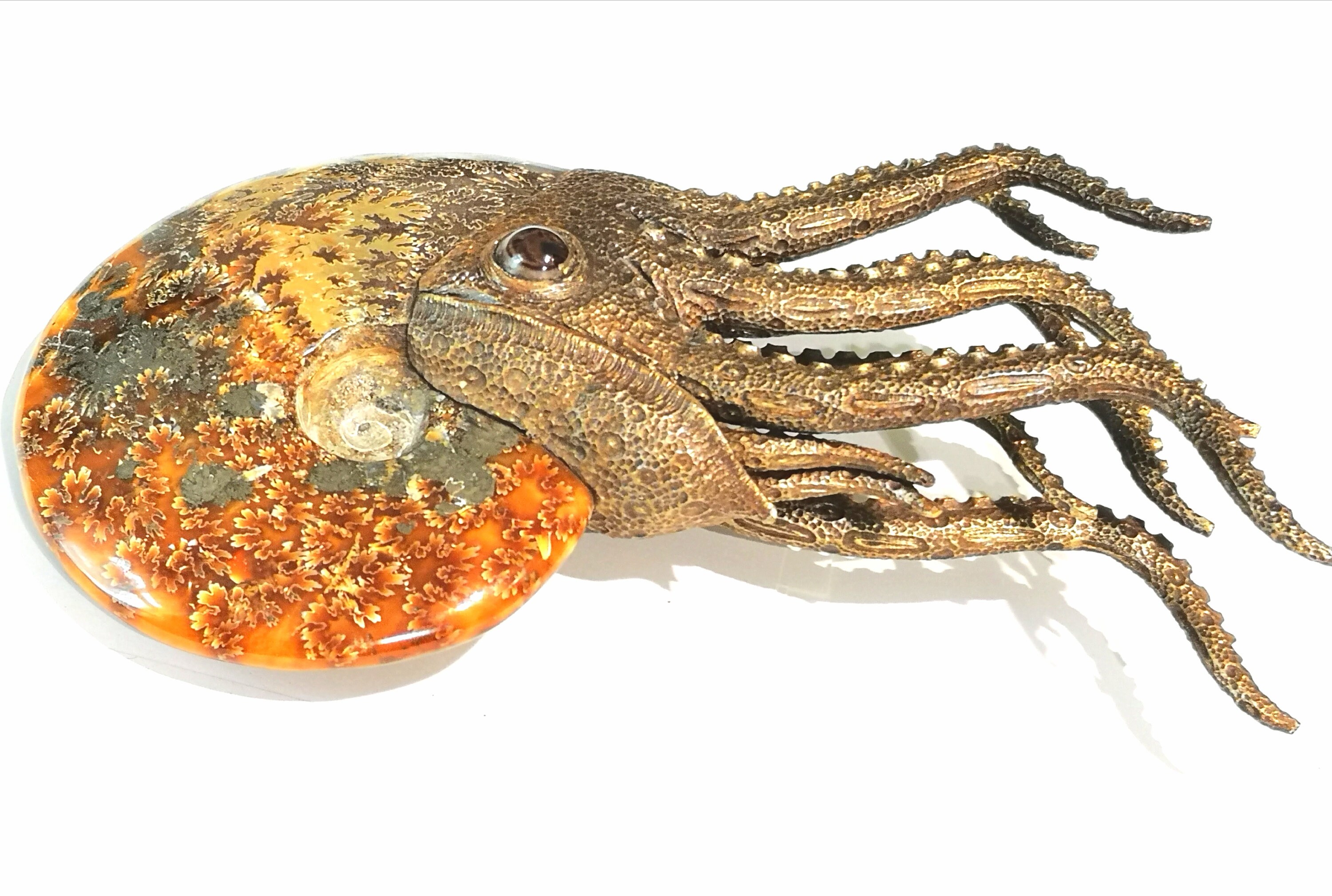 Large Artistic Ammonite Sculpture With Lava Base - Etsy