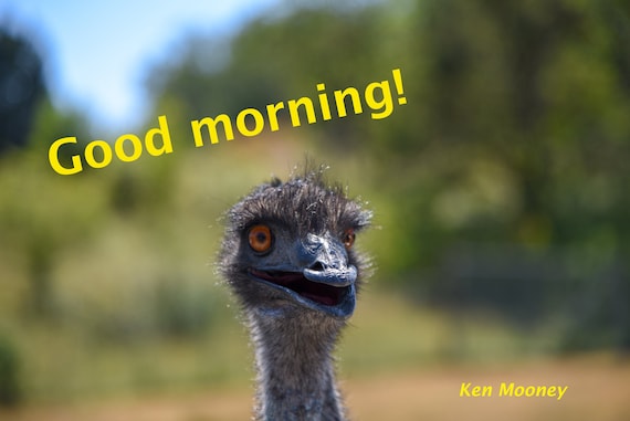 Good Morning Emu | Etsy