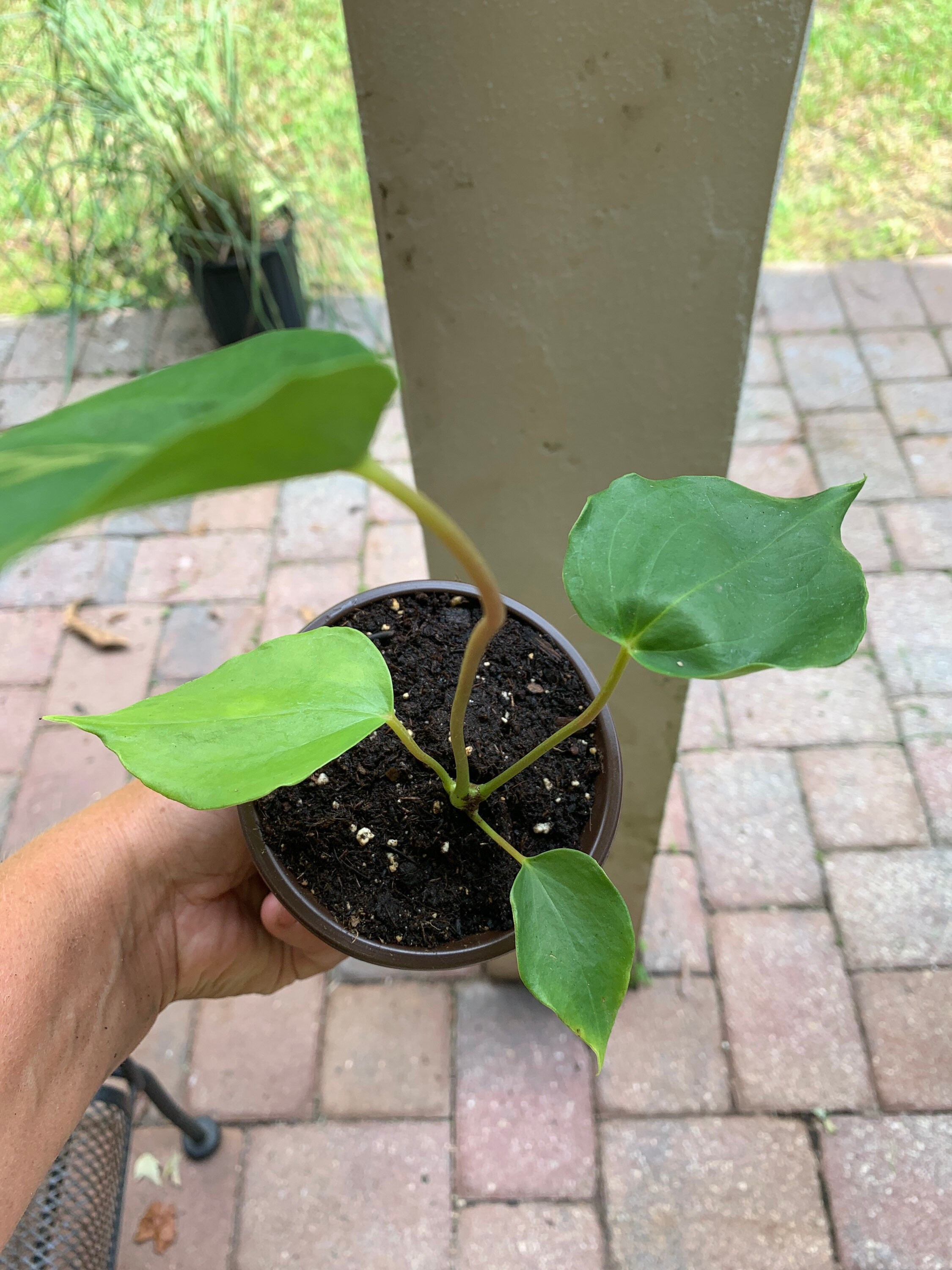 Anthurium Oaxaca Plant | Etsy