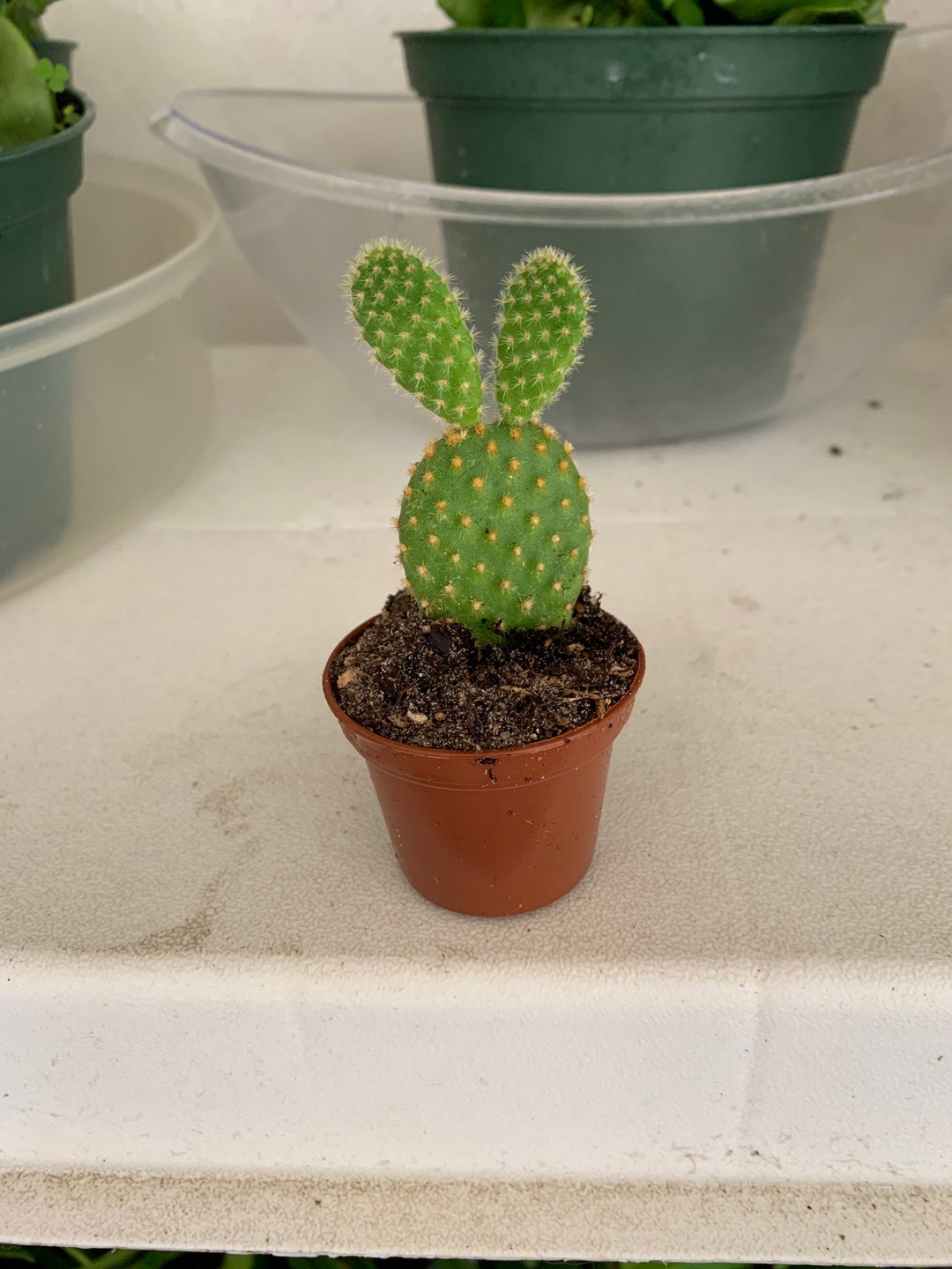 Mickey Mouse Ears Cactus - Etsy