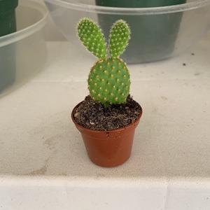 Mickey Mouse Ears Cactus - Etsy
