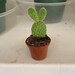 Mickey Mouse Ears Cactus - Etsy