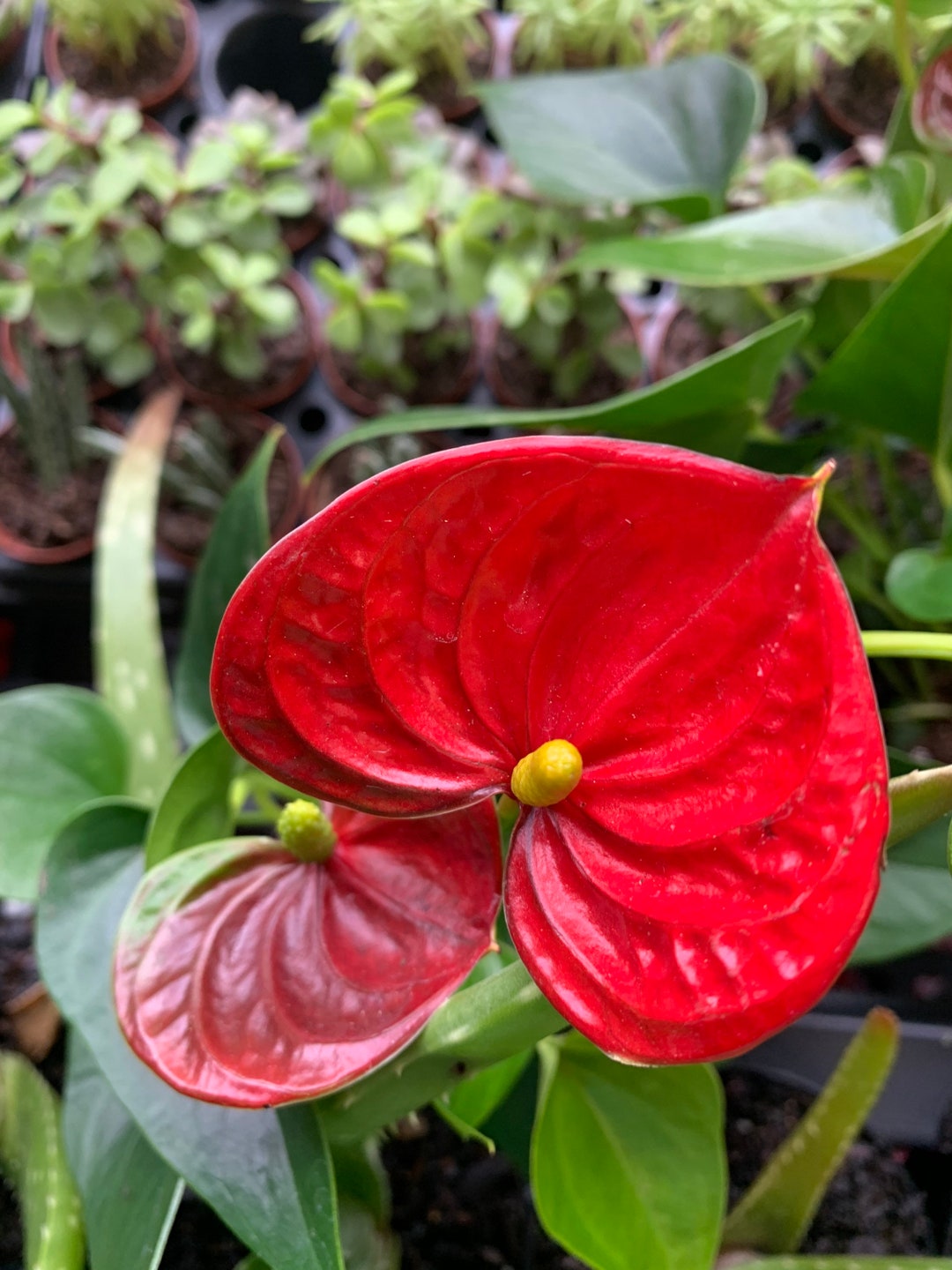 Anthurium Oaxaca Plant - Etsy