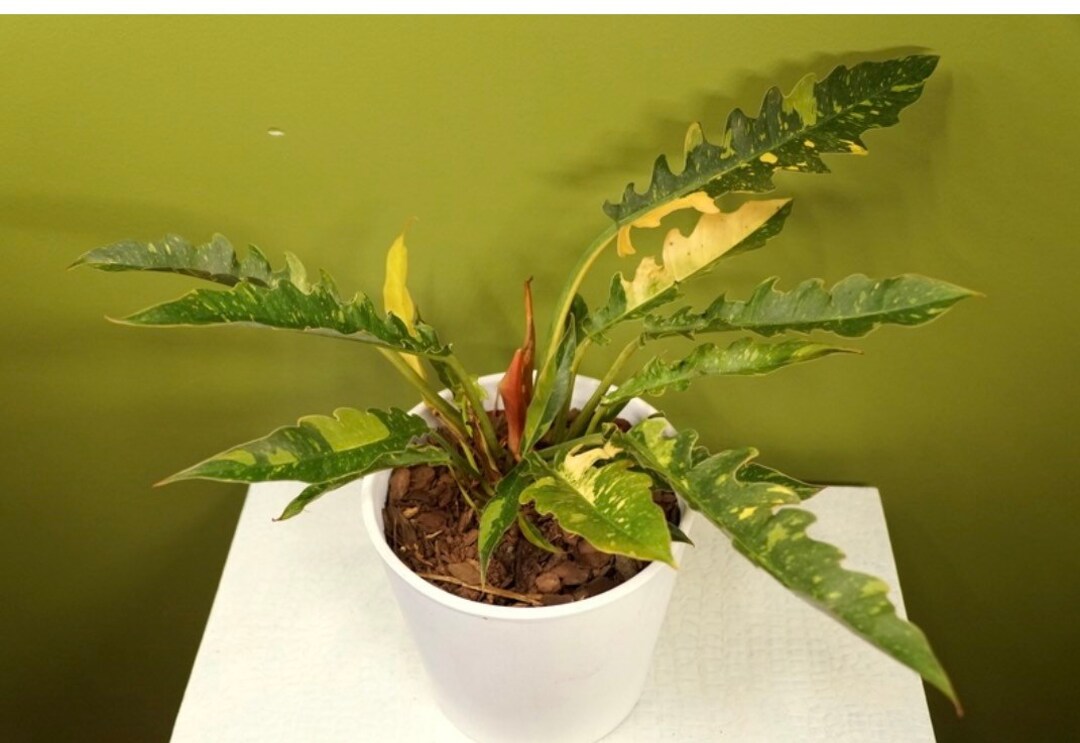 Philo Ring of Fire 4" Potted Live Plant - Etsy