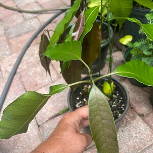 Organic Grown Tropical Mango Starter Plant - Etsy