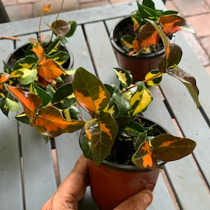 Summer Sunset Asiatic Jasmine Plants (ships Potted) - Etsy