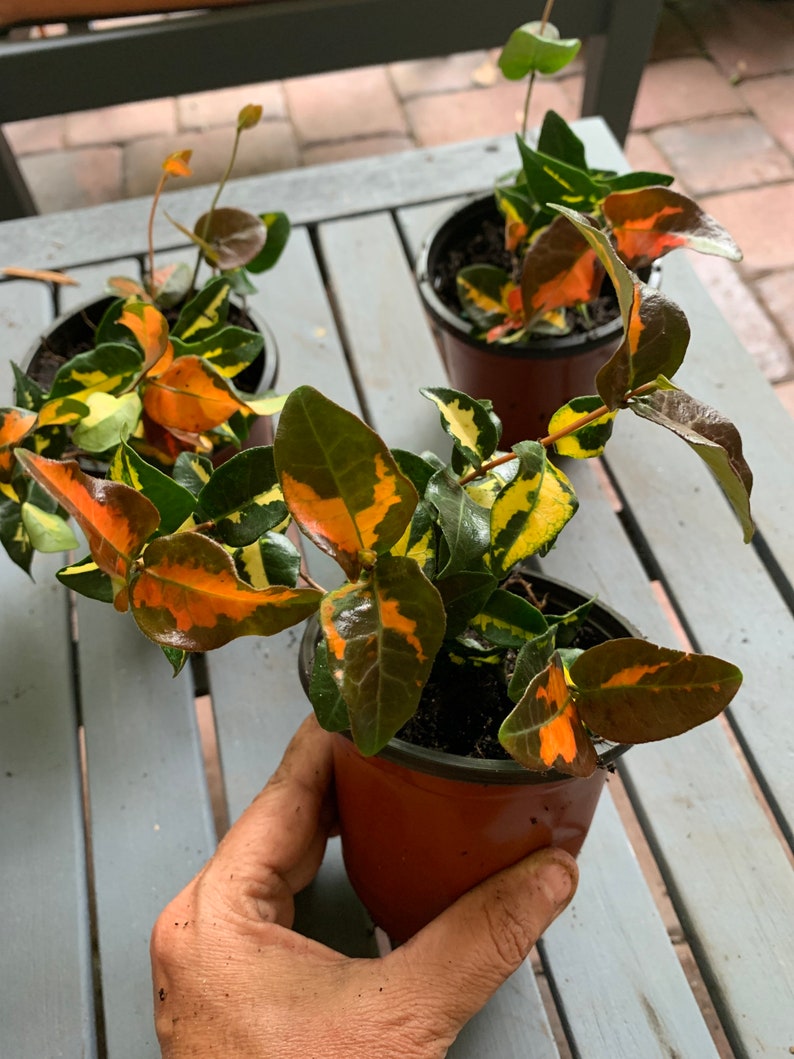 Summer Sunset Asiatic Jasmine Plants (ships Potted) - Etsy