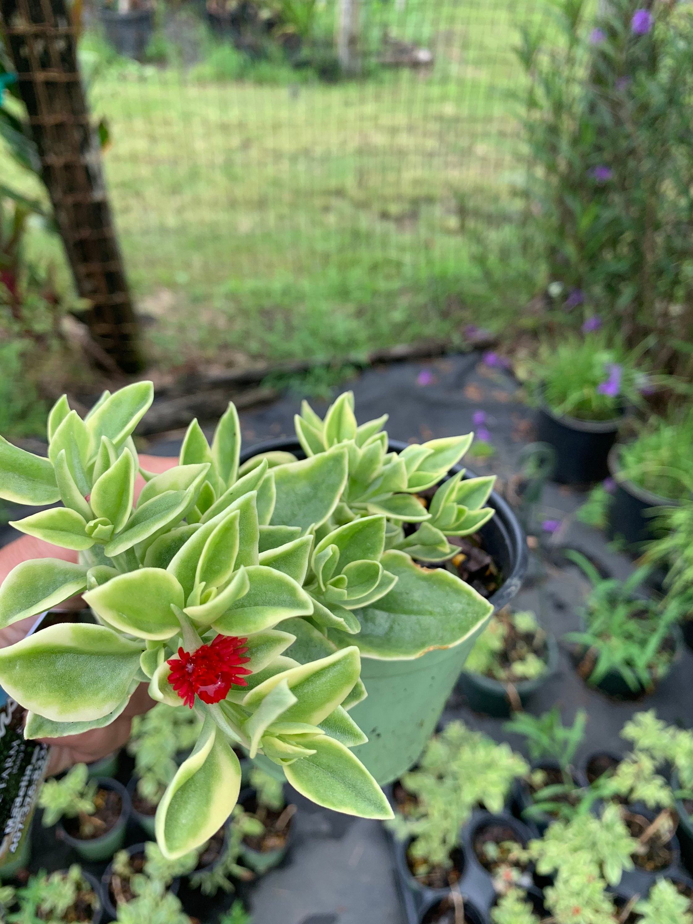 Craft Supplies & Tools Plants Gardening & Plants Variegated baby sun ...