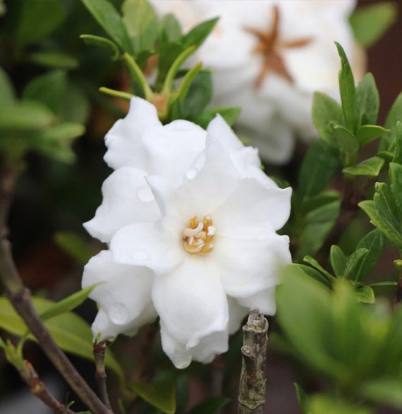 Dwarf Gardenia Plant