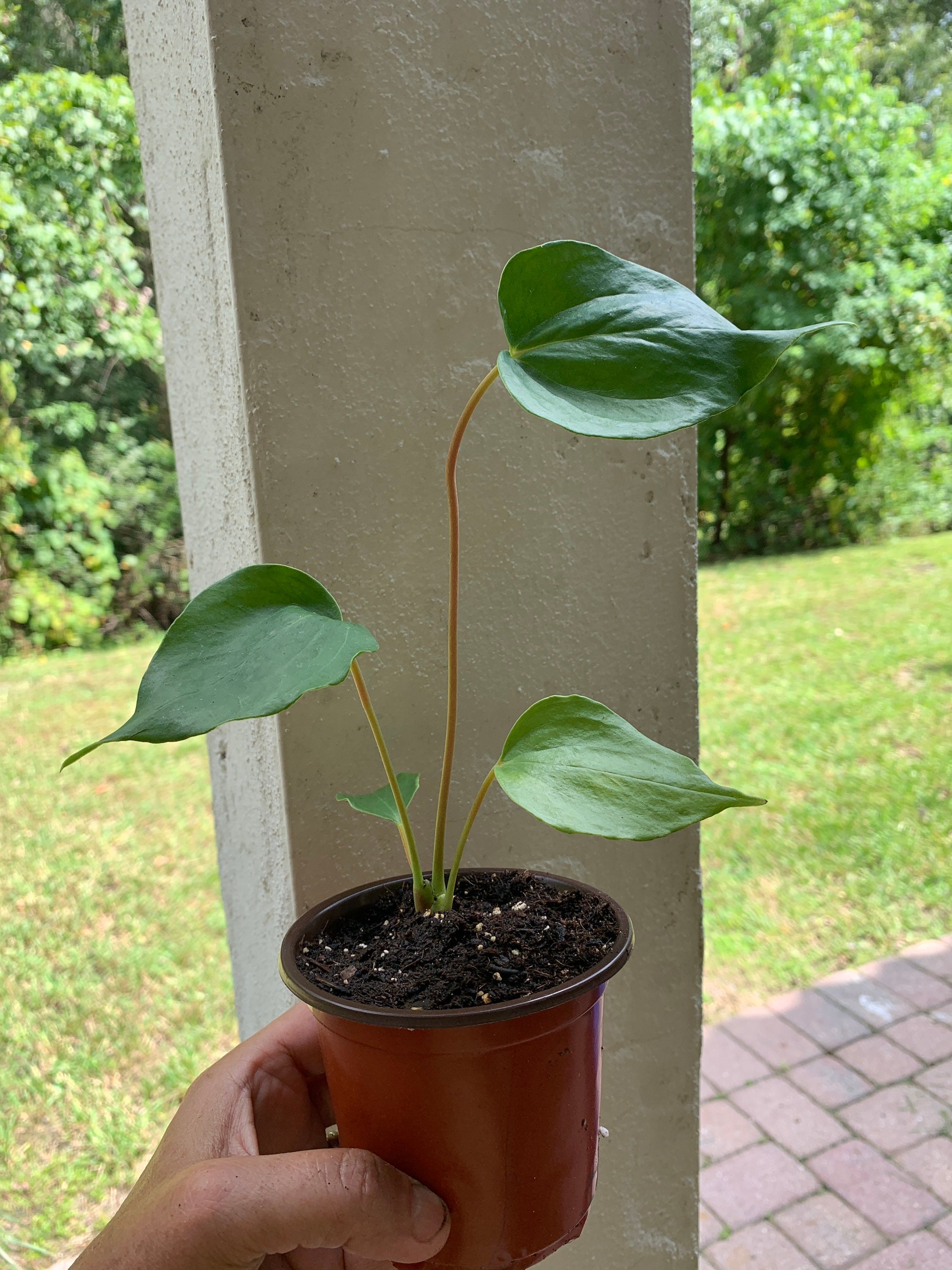 Anthurium Oaxaca Plant | Etsy