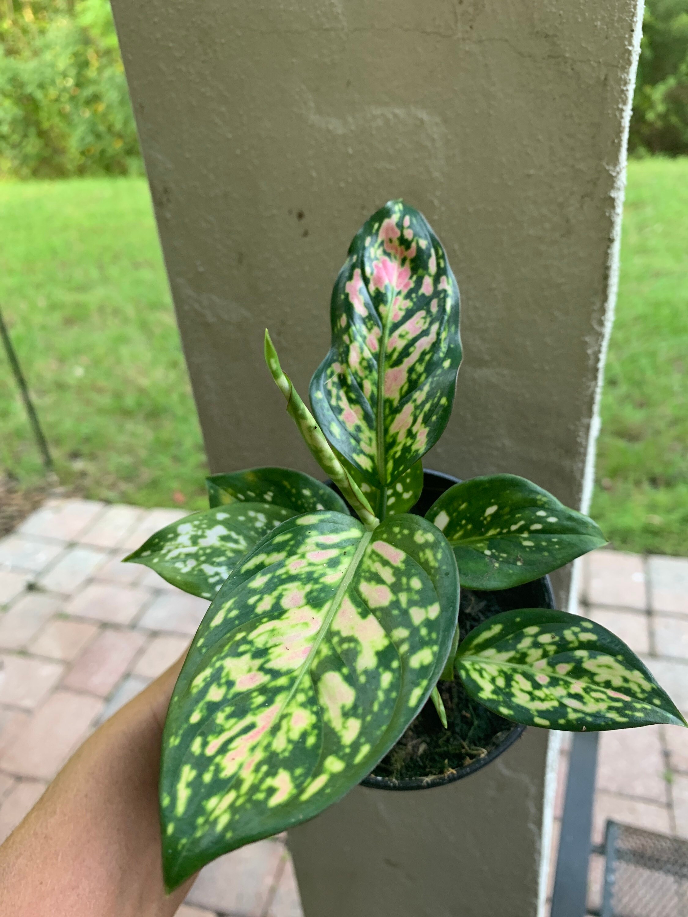Aglaonema thai Plant | Etsy