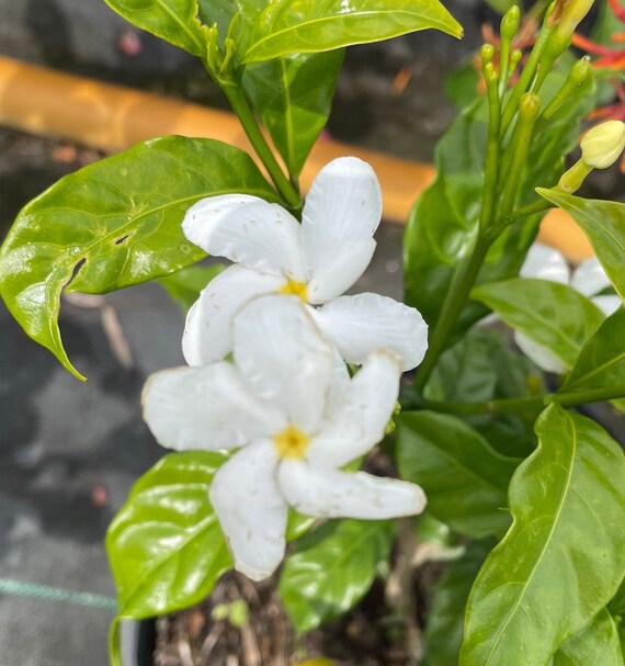 Tabernaemontana Divaricata Butterfly Gardenia Crepe | Etsy