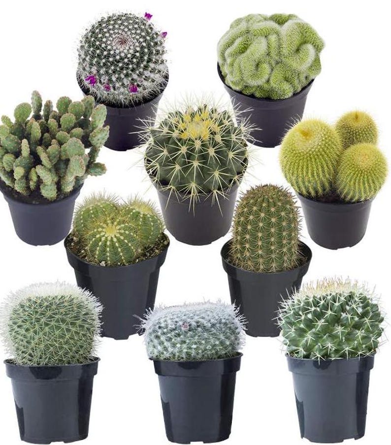 6 Piece Cactus Collection in 2" Pots - Etsy