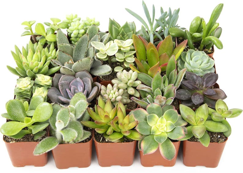 12 Piece Succulent Plant Assortment Set - Etsy