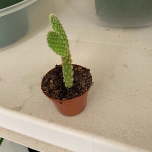 Mickey Mouse Ears Cactus - Etsy