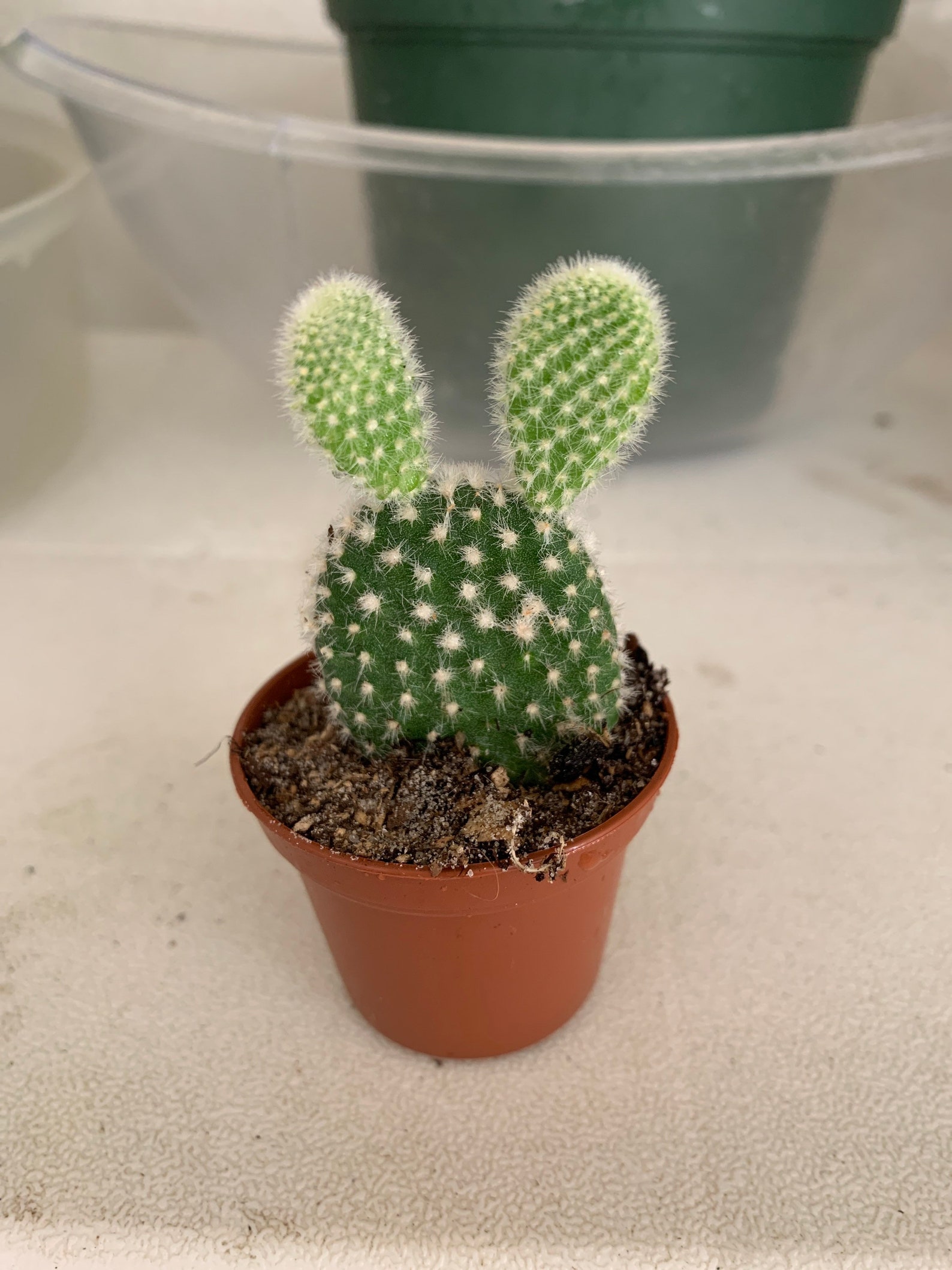Mickey Mouse Ears Cactus | Etsy