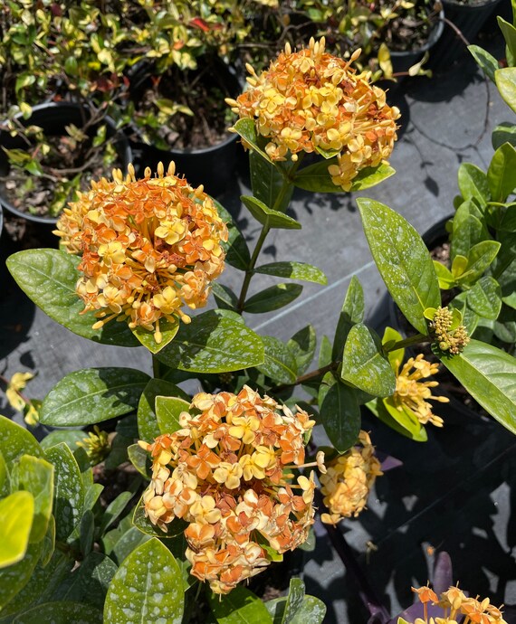 Yellow Ixora Plant