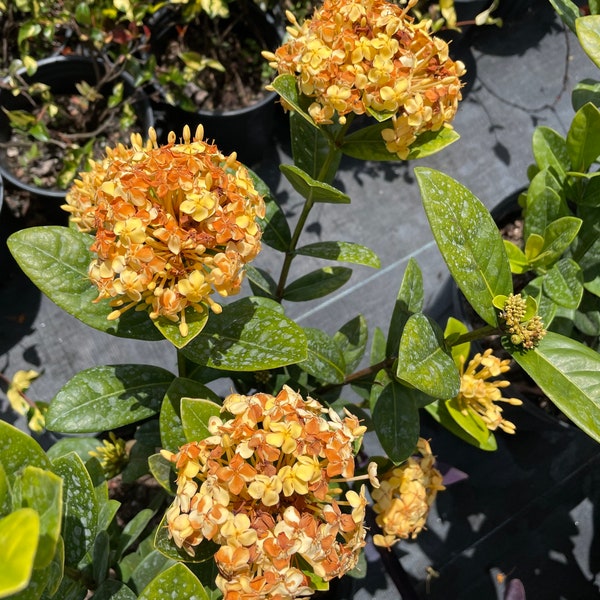 Ixora - Etsy