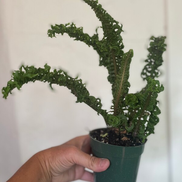Curly Fern - Etsy