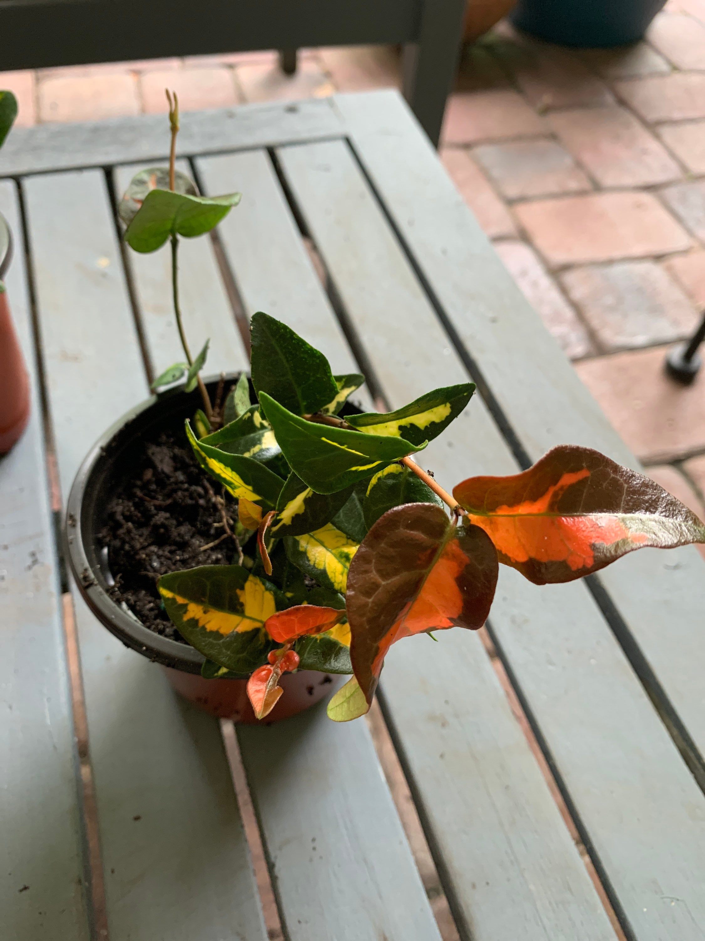 Summer Sunset Asiatic Jasmine Plants (ships Potted) - Etsy