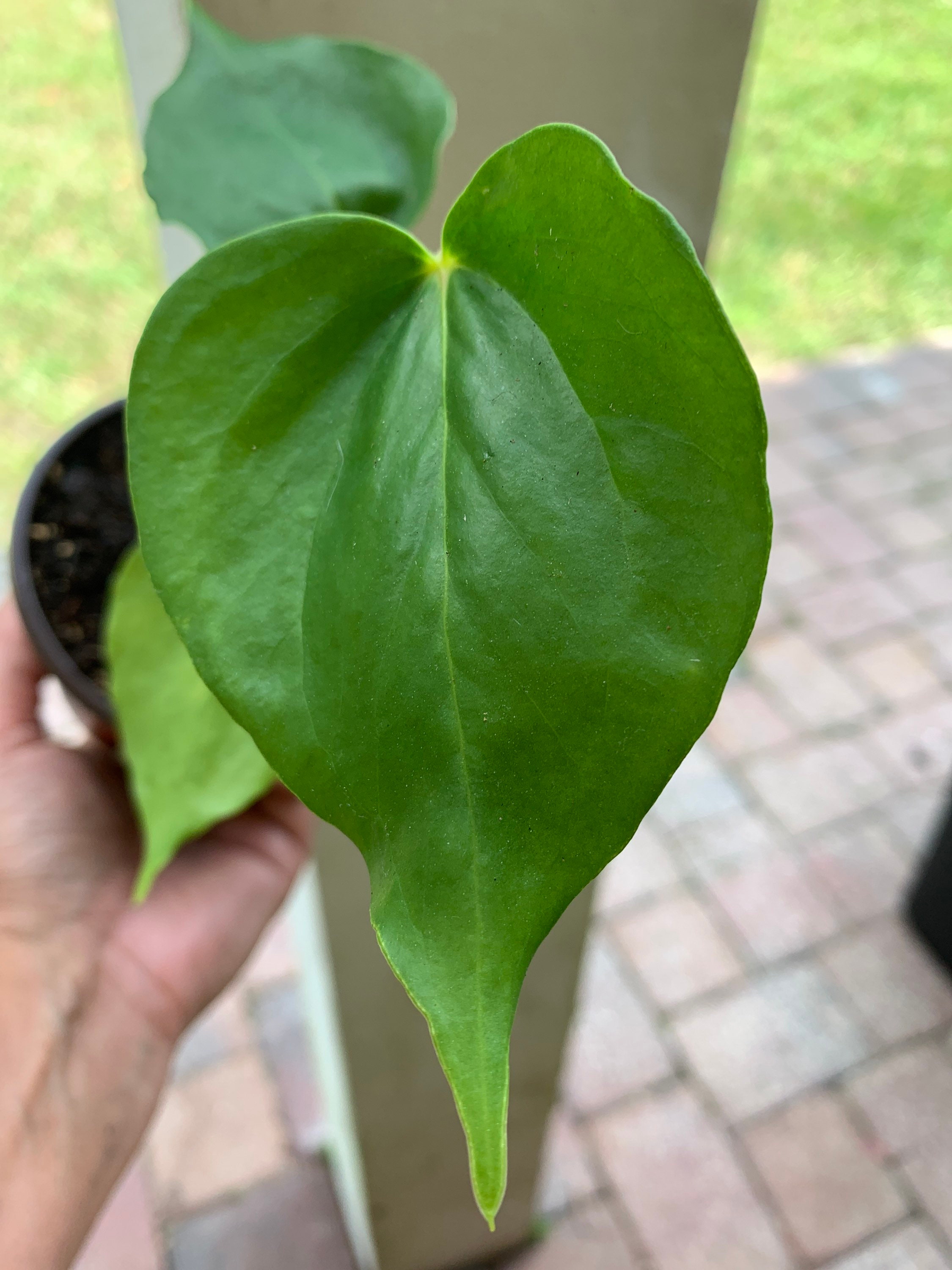 Anthurium Oaxaca Plant | Etsy