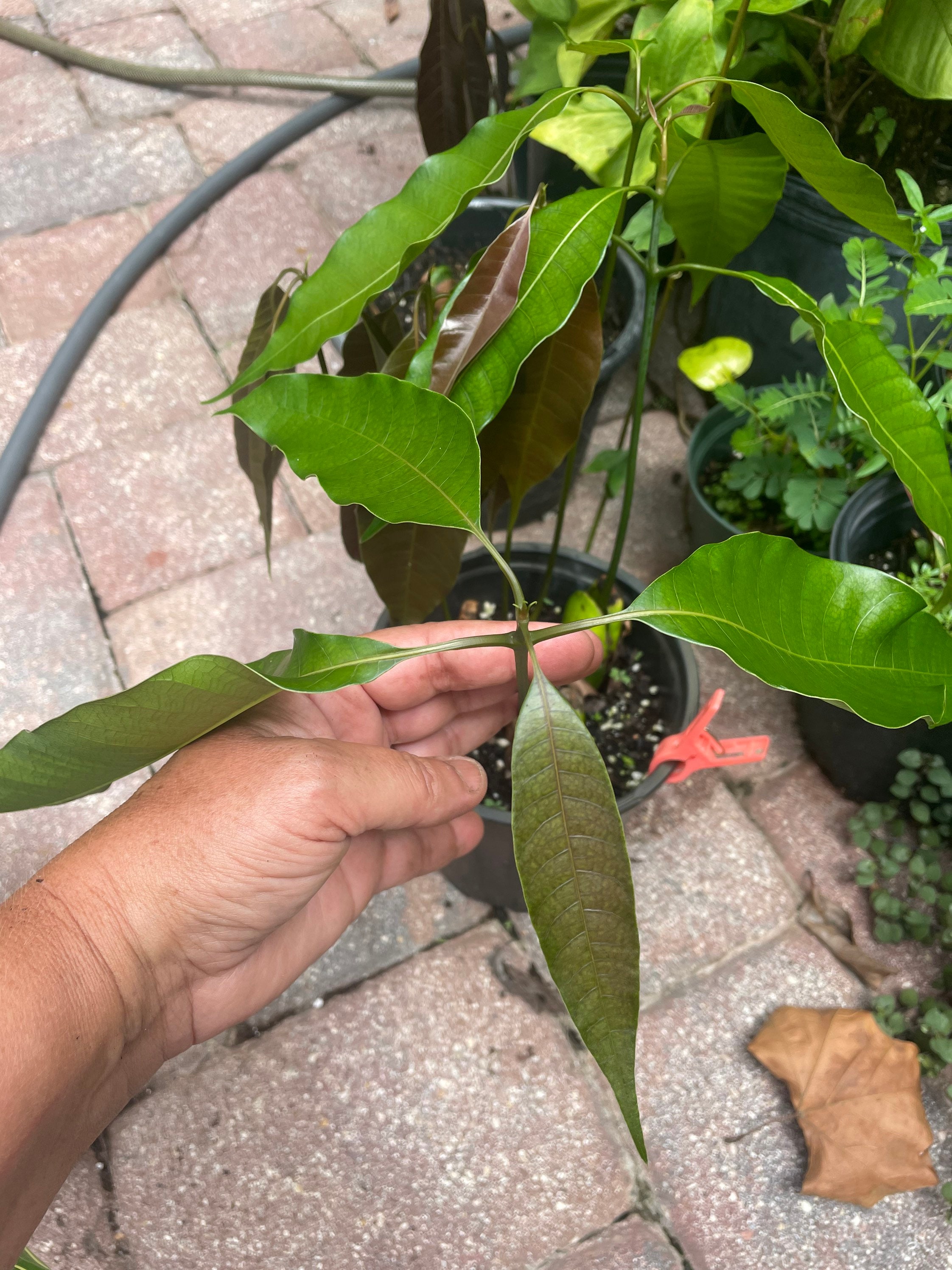 Organic Grown Tropical Mango Starter Plant | Etsy