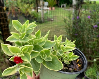 Baby Sun Rose Plant | Etsy