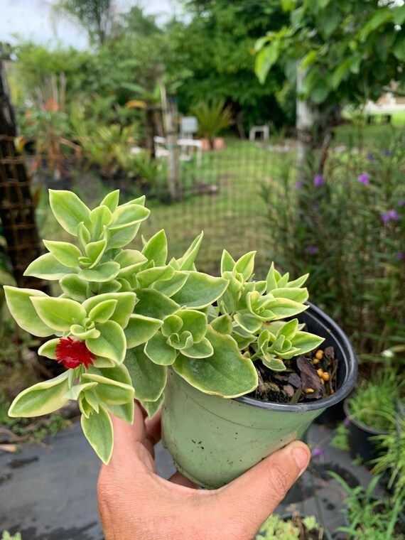 Craft Supplies & Tools Plants Gardening & Plants Variegated baby sun ...