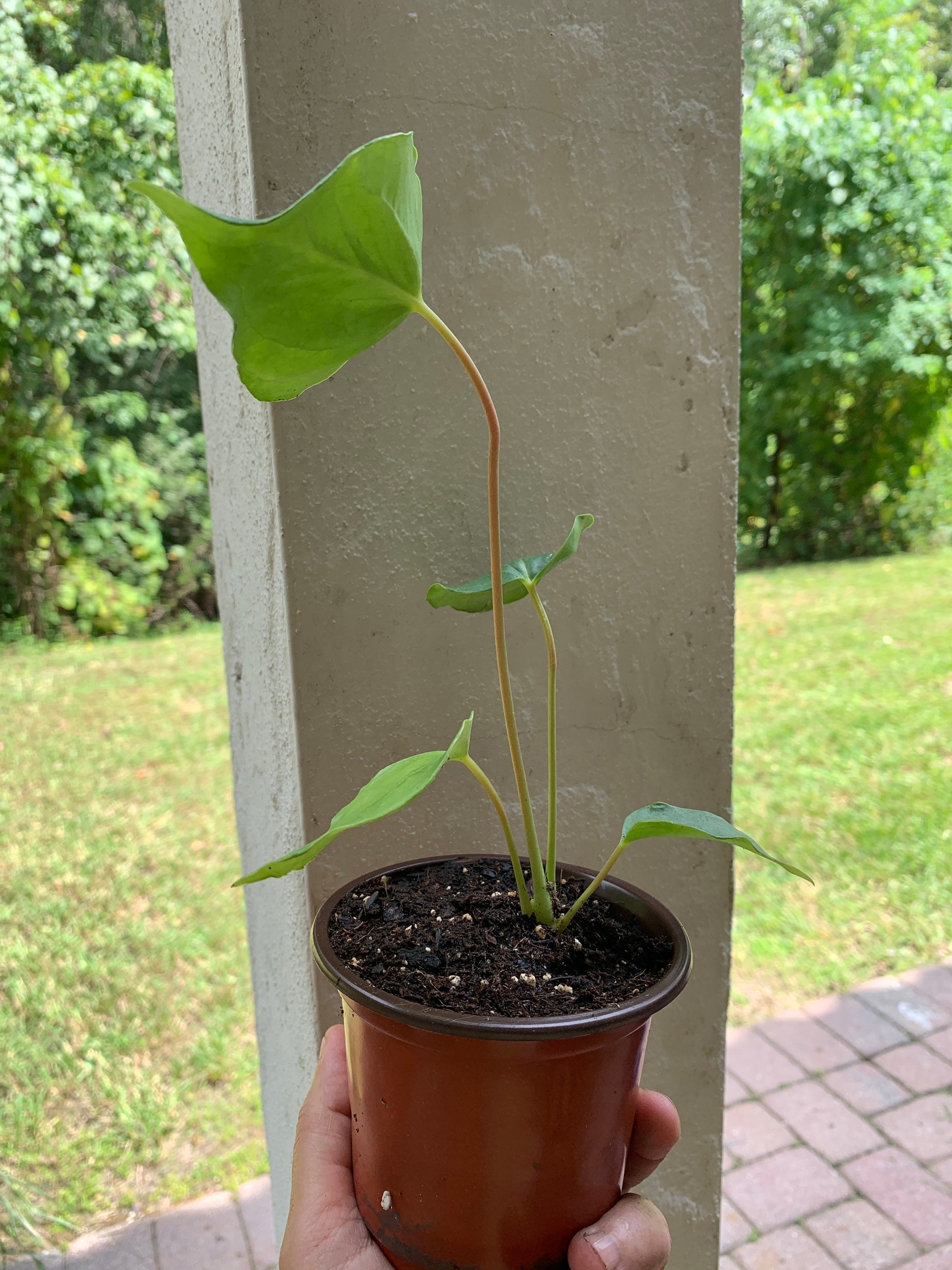 Anthurium Oaxaca Plant | Etsy